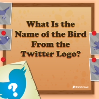 What Is the Name of the Bird From the Twitter Logo? | BrandCrowd blog
